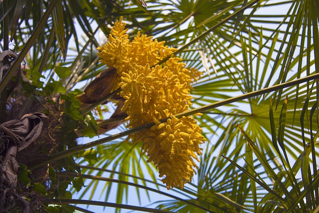 Palm Tree Yellow Flower - Free photo on Pixabay