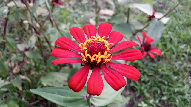 Flowers Beautiful Matapalo Costa - Free photo on Pixabay