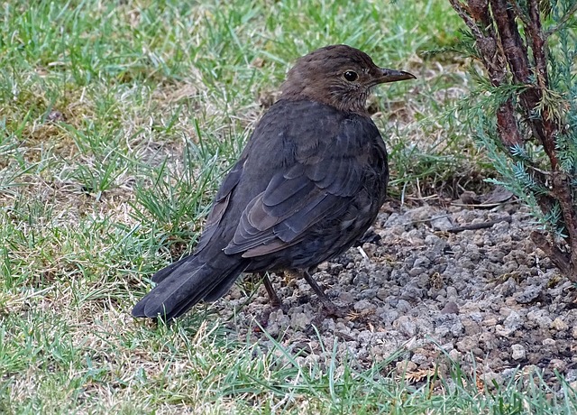Blackbird Songbird Bird - Free photo on Pixabay