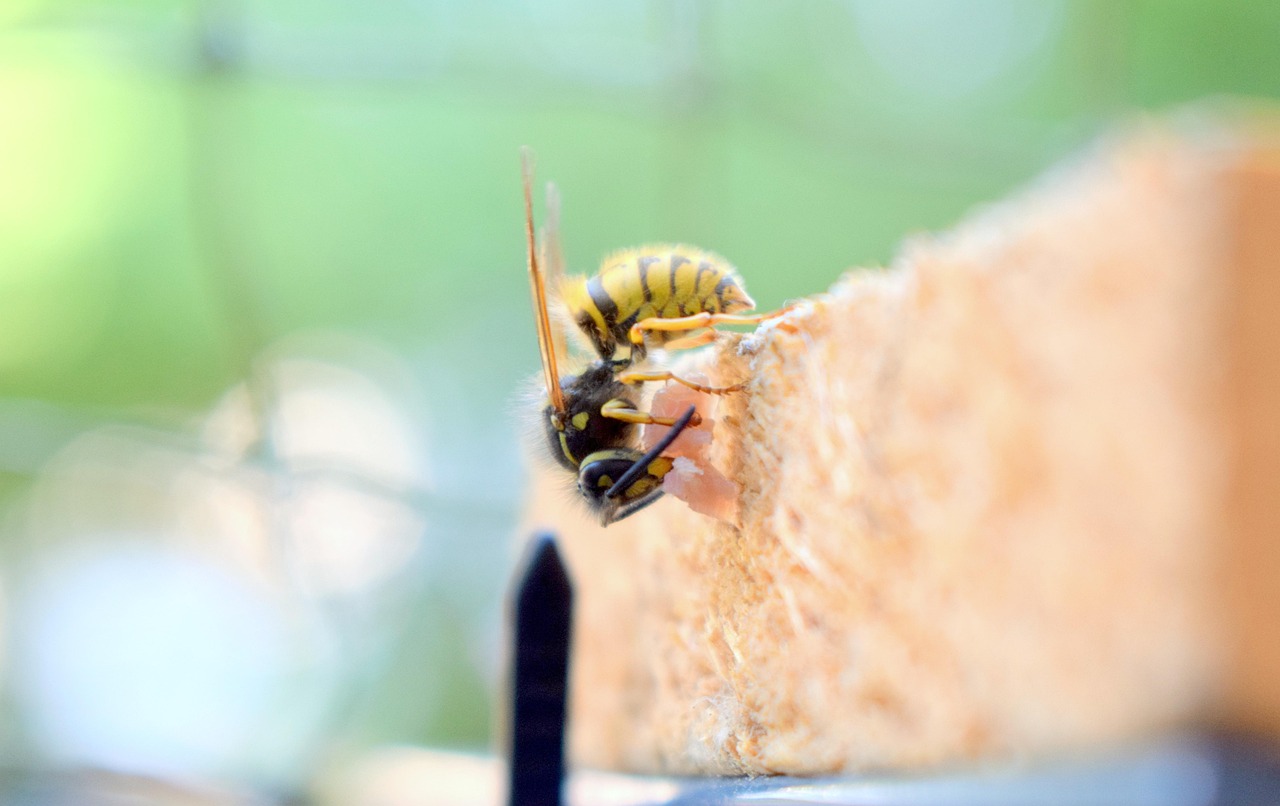 Insect Wasp Prey - Free photo on Pixabay - Pixabay