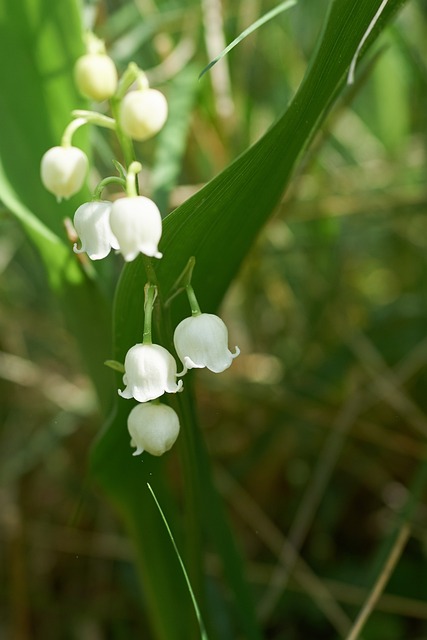 Bells Flowers Nature - Free photo on Pixabay - Pixabay