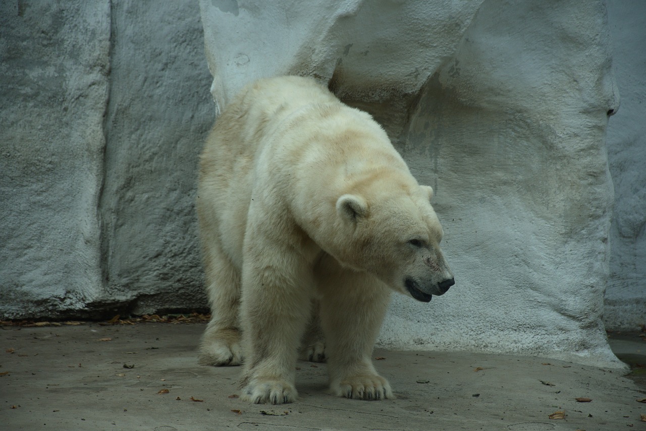 Urs Polar Mamifer Gradina - Fotografie gratuită pe Pixabay - Pixabay