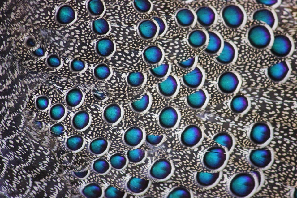 Peacock Template Close Up - Free photo on Pixabay - Pixabay