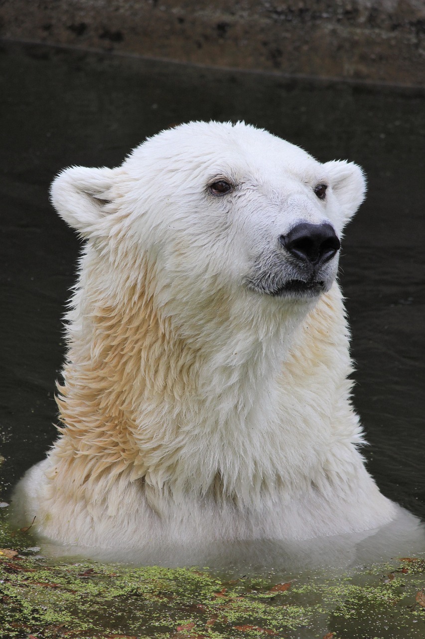 Oso De Hielo Calentamiento Del - Foto gratis en Pixabay