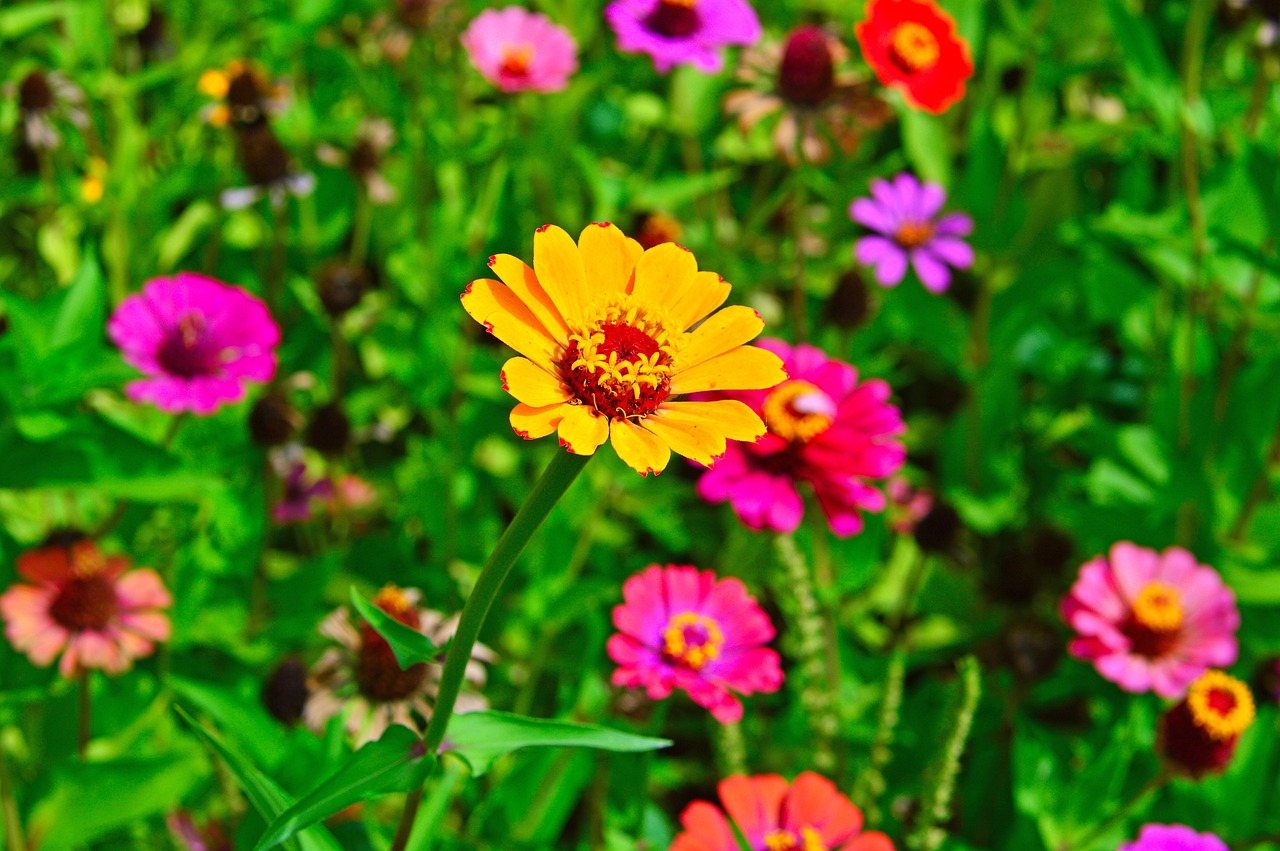 Color Summer Flowers - Free photo on Pixabay - Pixabay