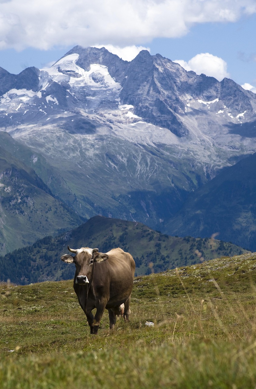 Olperer Vache Alpes - Photo gratuite sur Pixabay - Pixabay
