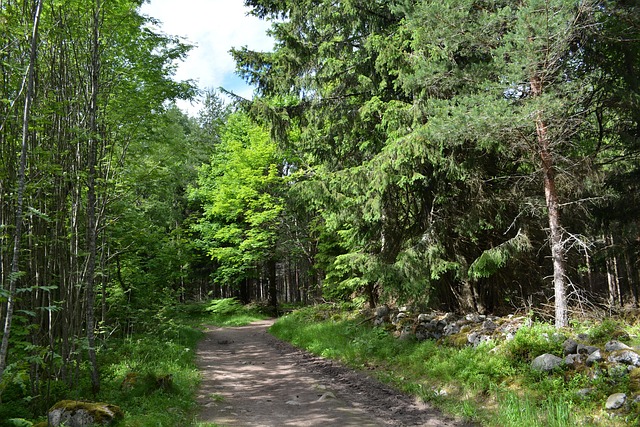 La Nature Forêt Paysage - Photo gratuite sur Pixabay - Pixabay