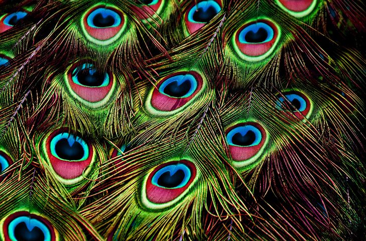 1,000+ Free Iridescence & Peacock Images - Pixabay