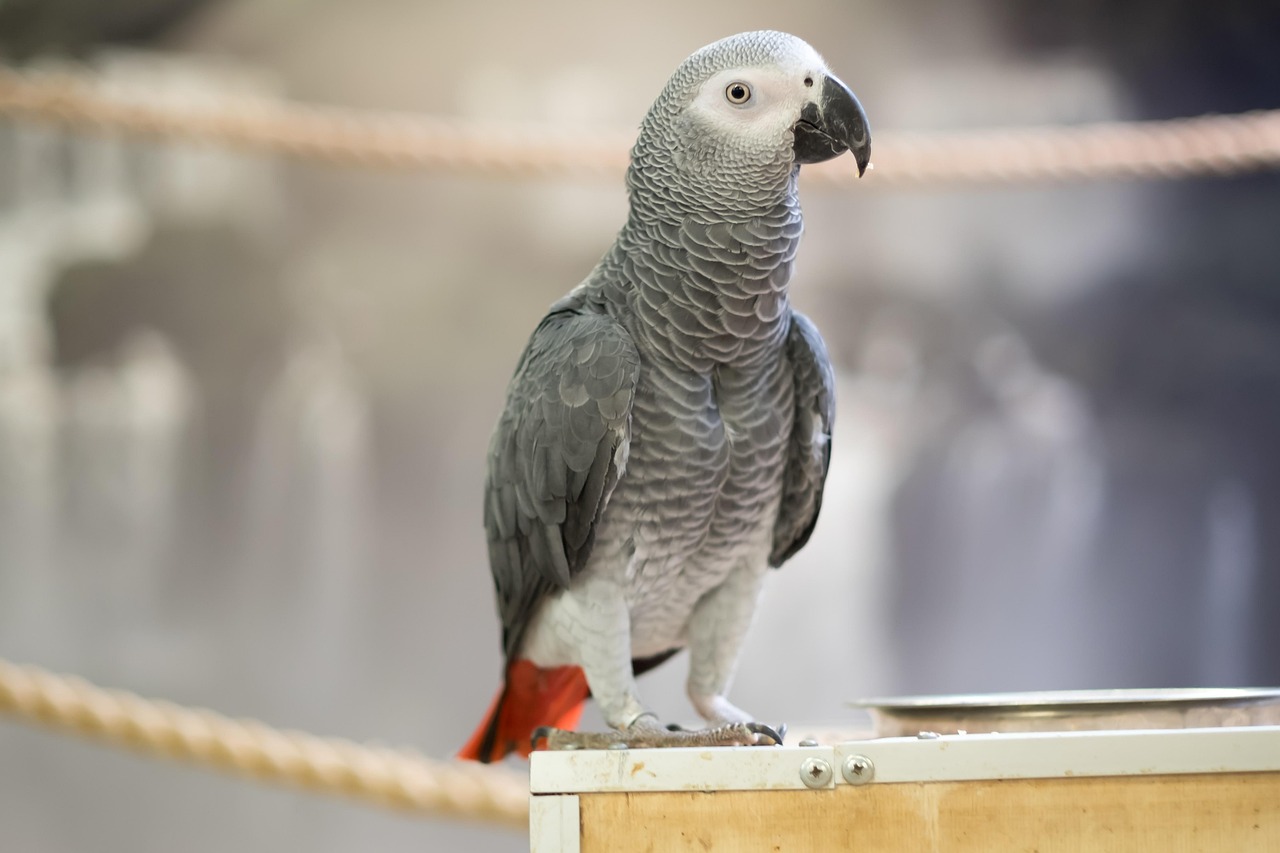 Parrot Bird Nature - Free photo on Pixabay