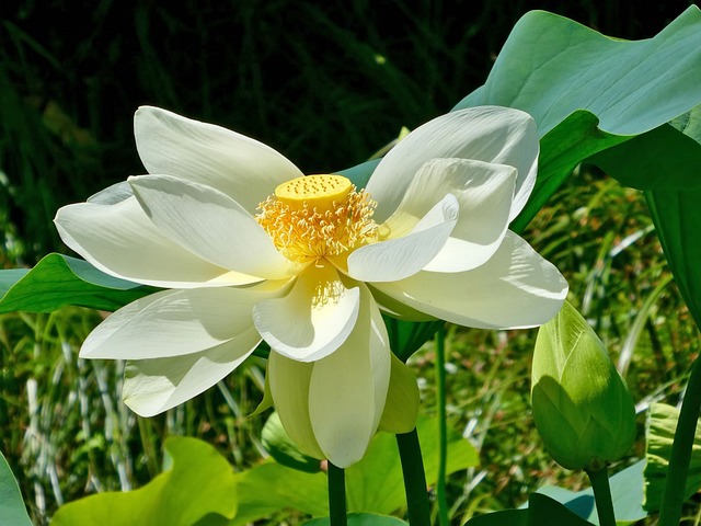 50,000+ Free Loto Flower & Nature Images - Pixabay
