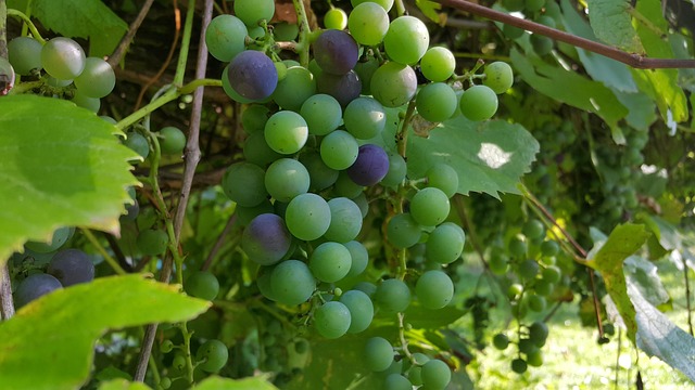 Racimo De Uvas Naturaleza Planta - Foto gratis en Pixabay - Pixabay