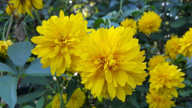 Blume Natur Blumen - Kostenloses Foto auf Pixabay