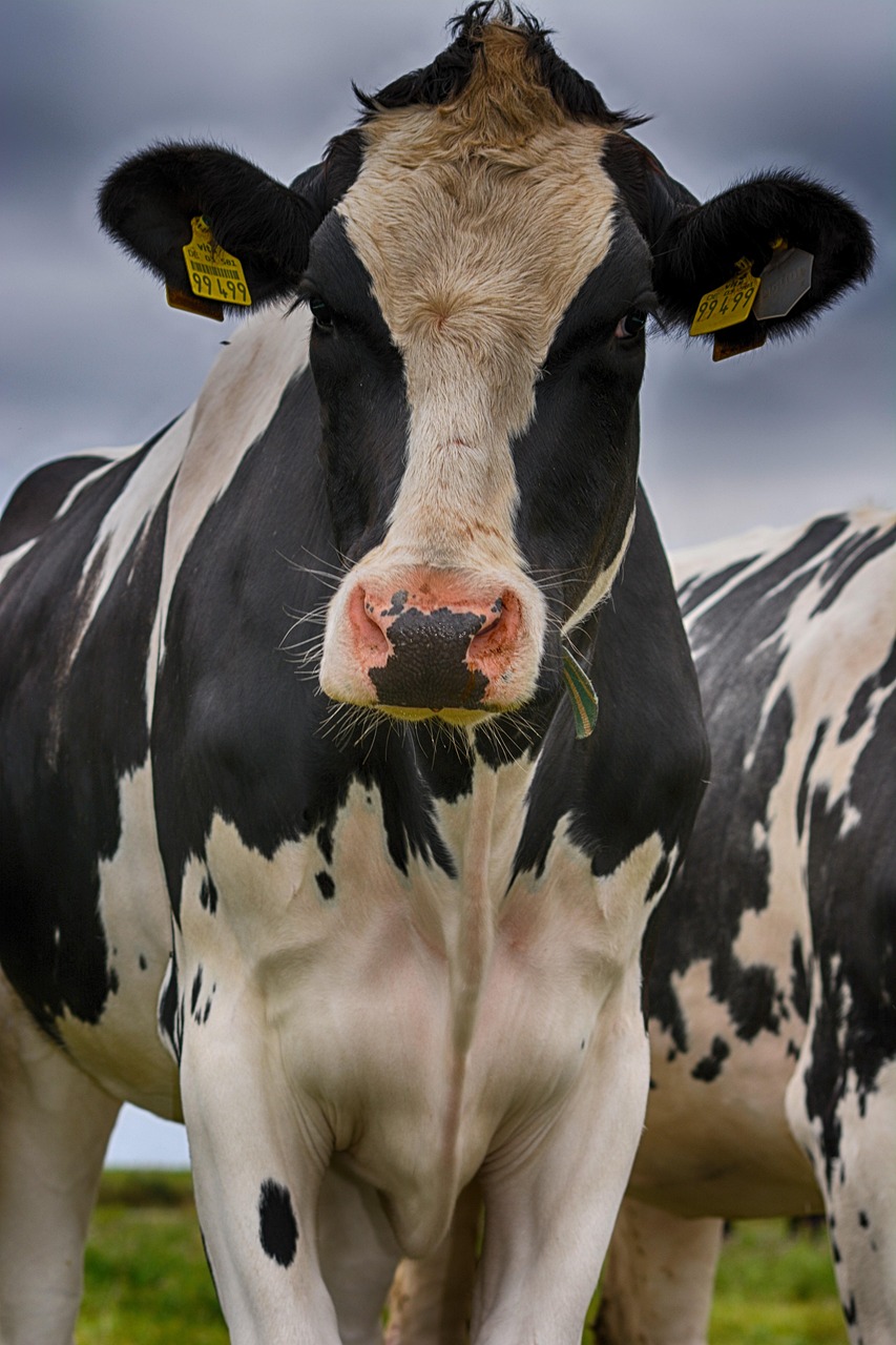 Sapi Padang Rumput Termasuk - Foto gratis di Pixabay - Pixabay