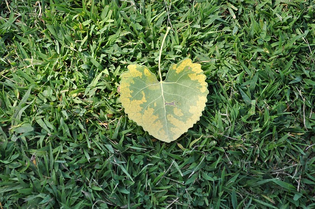 Hoja Corazón - Foto gratis en Pixabay - Pixabay