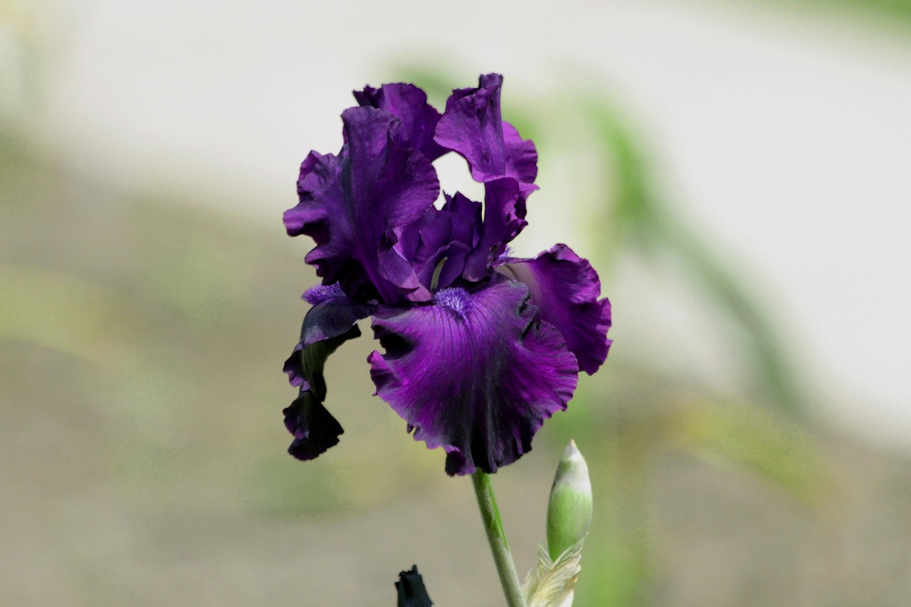 40,000+ Free Purple Iris & Iris Images - Pixabay