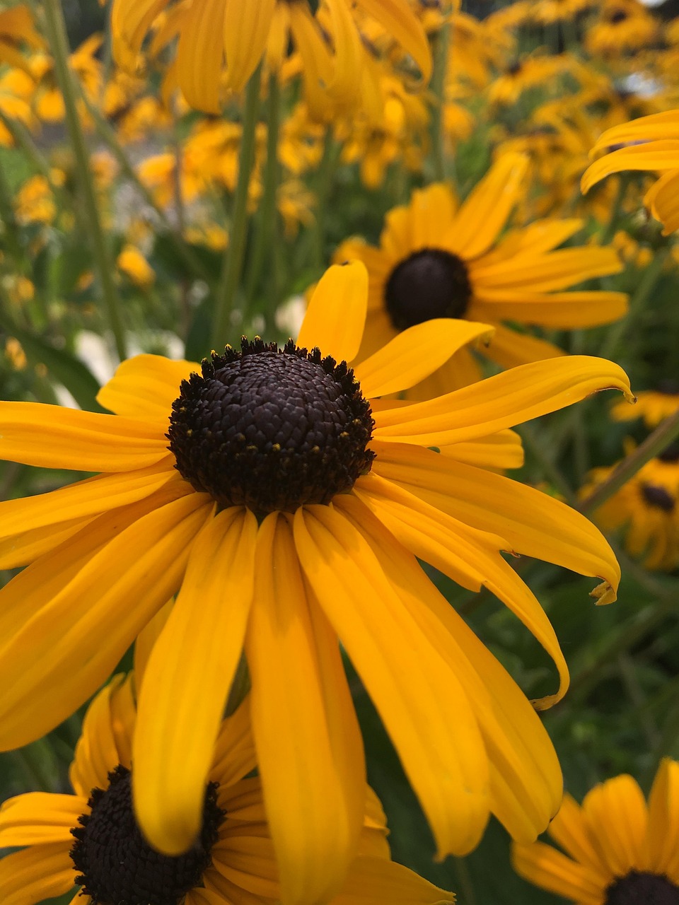 Kuning Bunga Matahari Bloom - Foto gratis di Pixabay - Pixabay