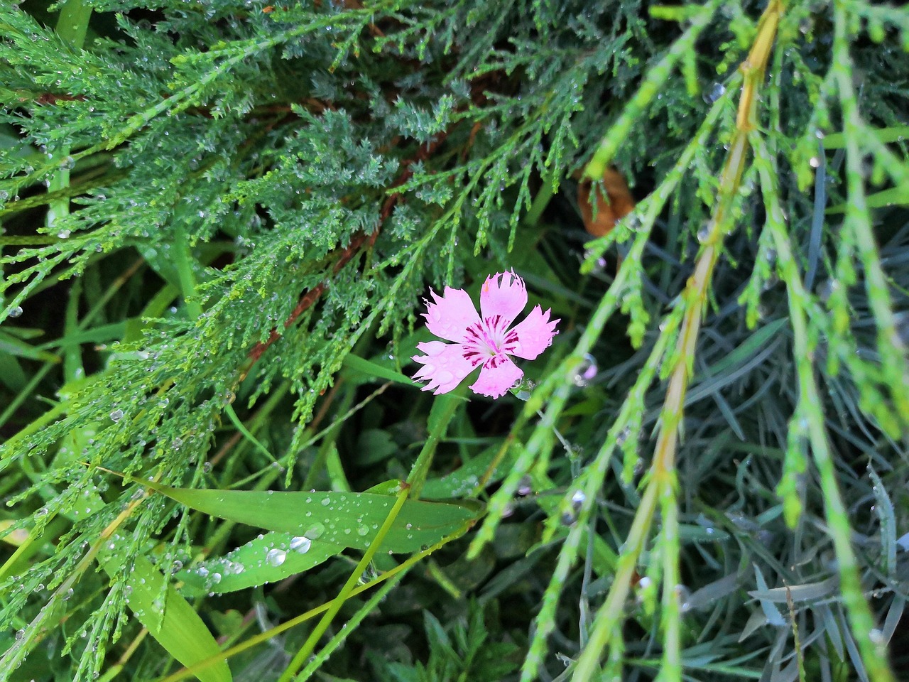 Clavel Soledad Verde - Foto gratis en Pixabay - Pixabay