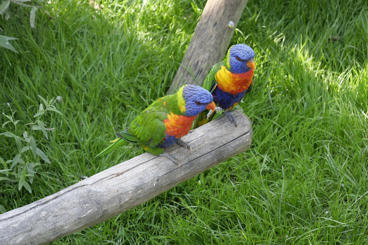 200+ Free Lorikeet & Parrot Photos - Pixabay