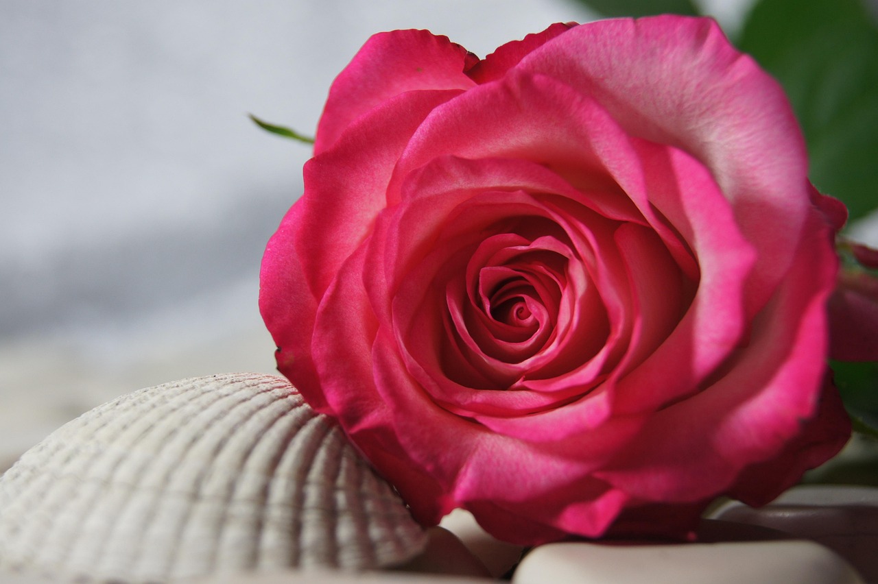 Shell Rose Map - Free photo on Pixabay