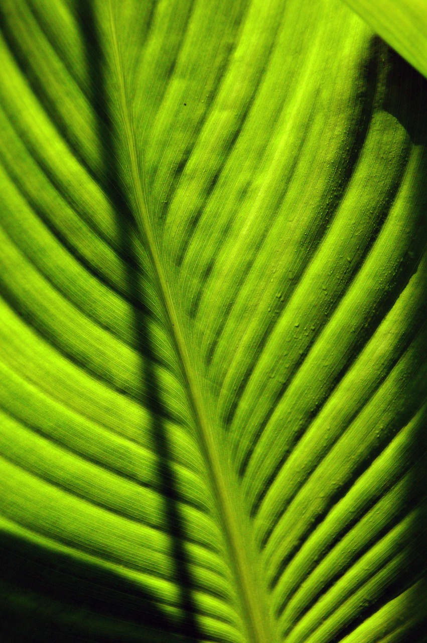 Follaje Verde Vale La Pena Las - Foto gratis en Pixabay - Pixabay