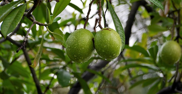 Natureza Fruta Planta - Foto gratuita no Pixabay - Pixabay