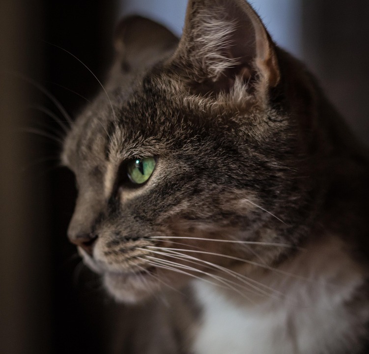 Cat Stare Animal - Free photo on Pixabay - Pixabay