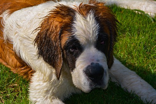 Dog Saint Bernard Animals - Free photo on Pixabay