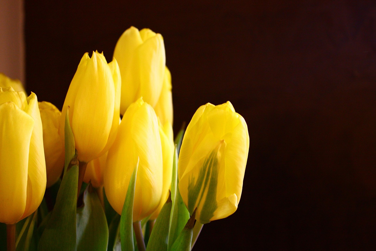 Más de 80 imágenes gratis de Tulipanes Bouquet y Bouquet - Pixabay