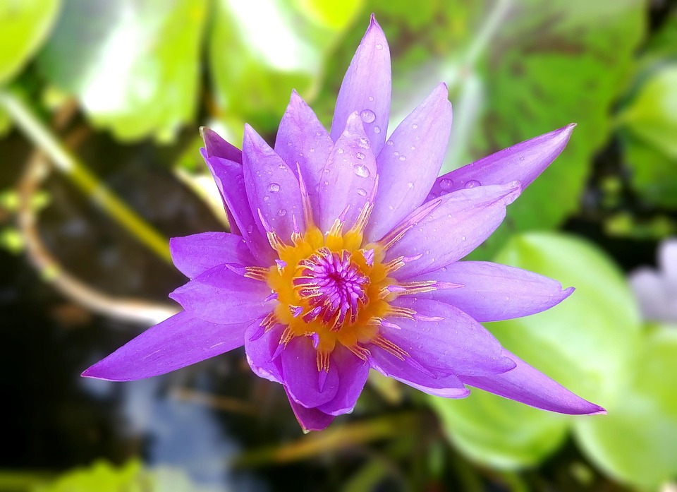 Water Lilies Kite Lotus Free Photo On Pixabay