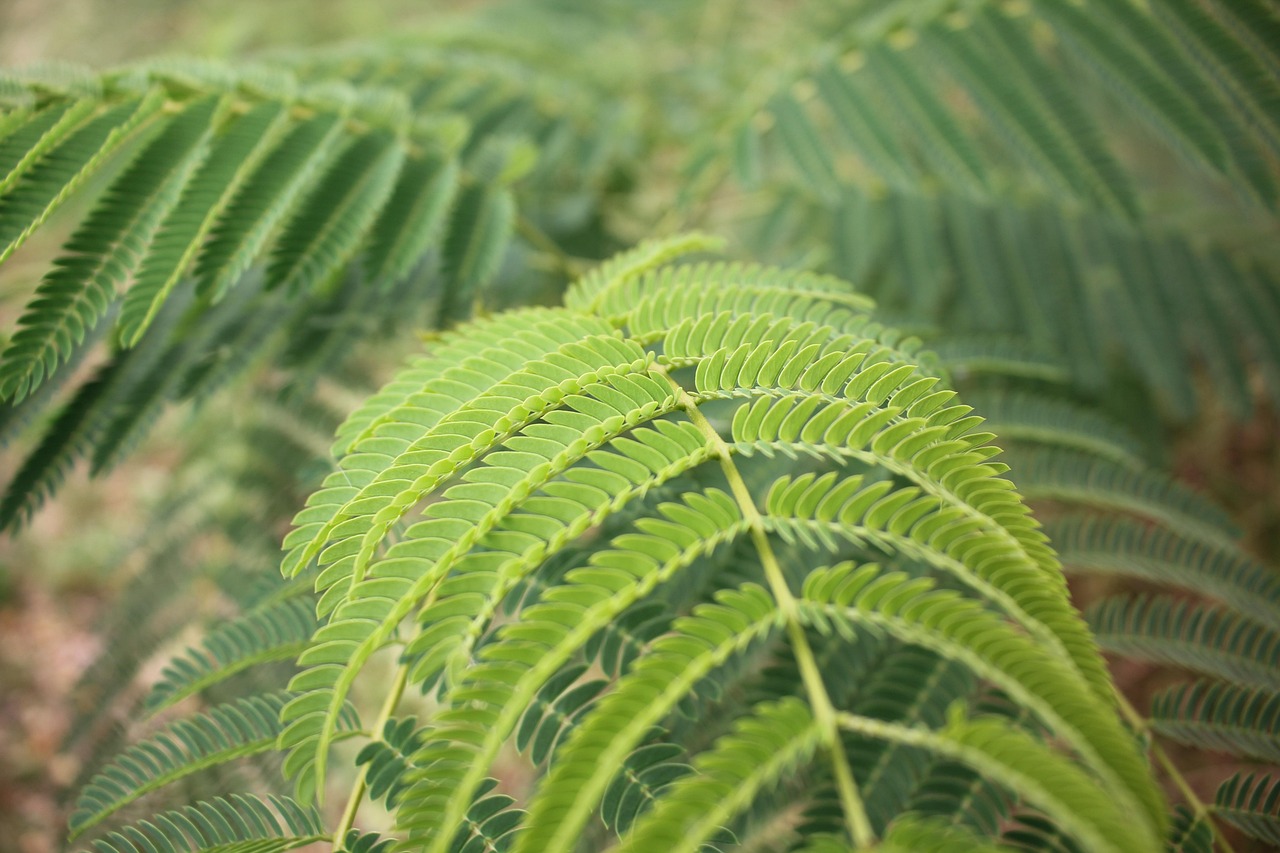 Folha Plantar Natureza - Foto gratuita no Pixabay - Pixabay