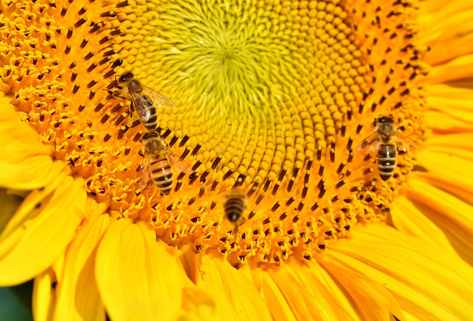 Sunflower Bee Insect - Free photo on Pixabay - Pixabay