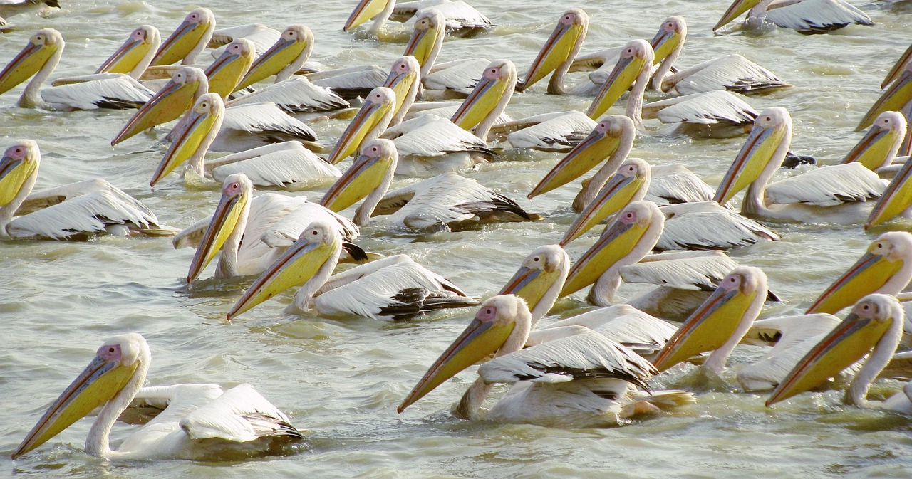 100+ Free Senegal & Nature Images - Pixabay