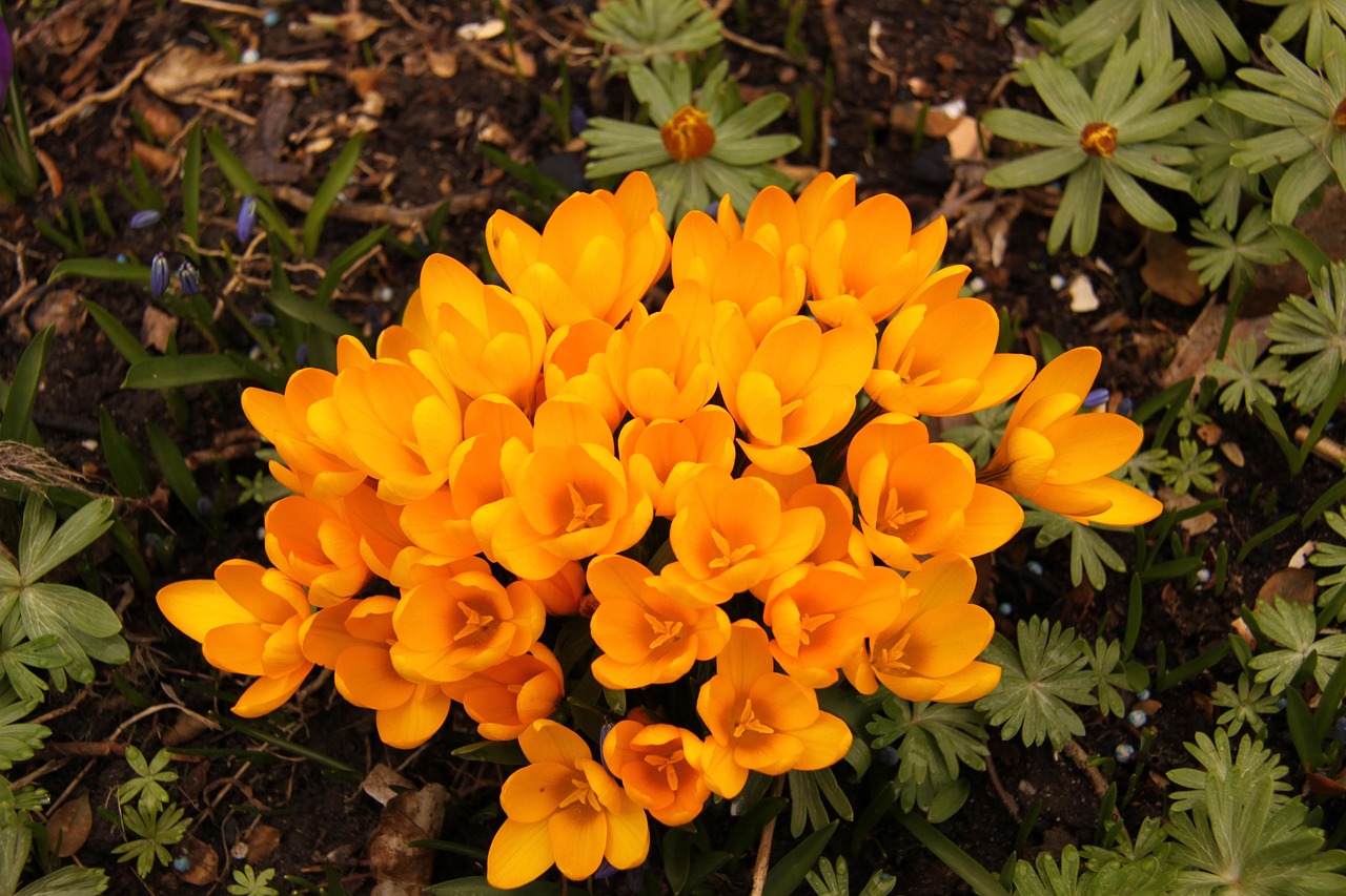Crocus Jaune La Nature - Photo gratuite sur Pixabay - Pixabay