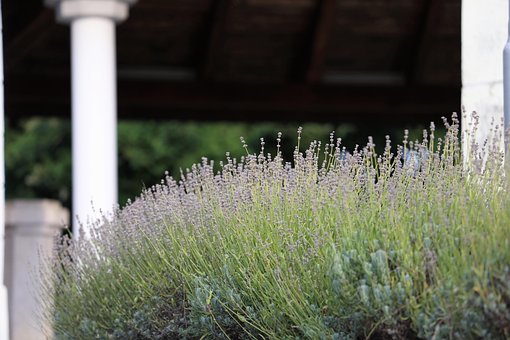 9+ Free Lavender Row & Lavender Images - Pixabay