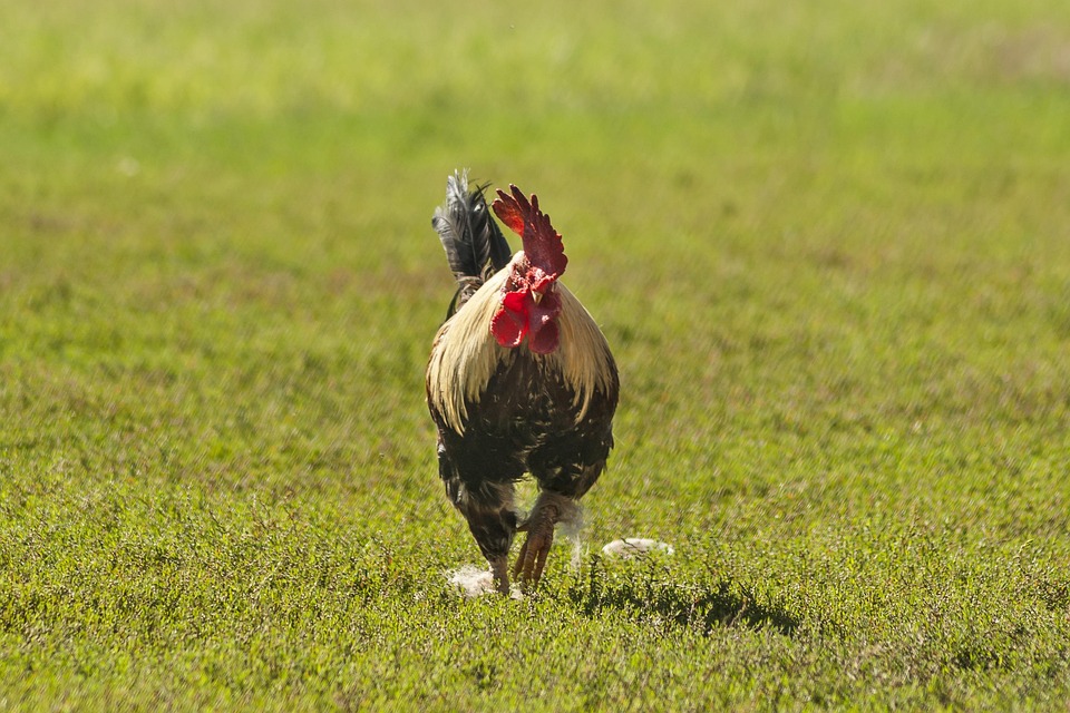 Farm Gallo Nature - Free photo on Pixabay