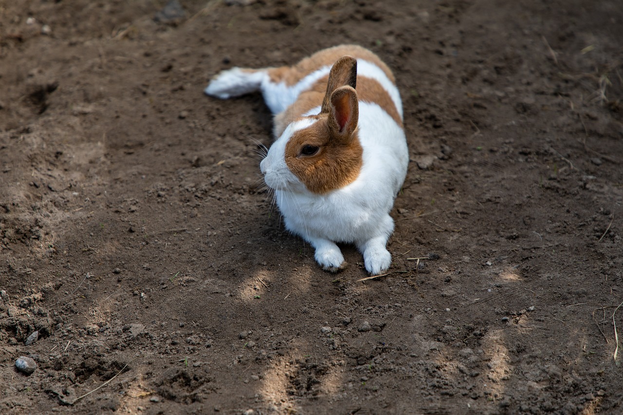 30,000+ Free Brown White Rabbit & Rabbit Images - Pixabay