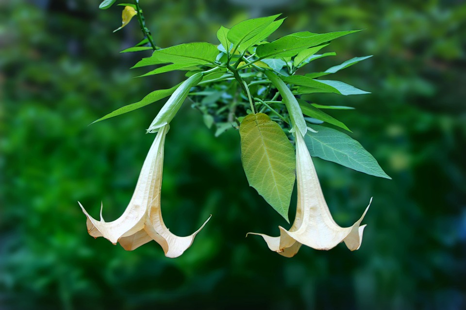 Terompet Malaikat Brugmansia Dua - Foto gratis di Pixabay