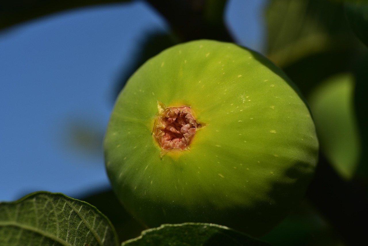 Higo Verde Fruta - Foto gratis en Pixabay - Pixabay