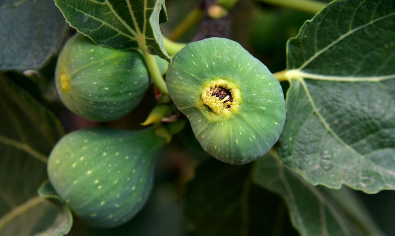 600+ Free Fig & Figs Photos - Pixabay