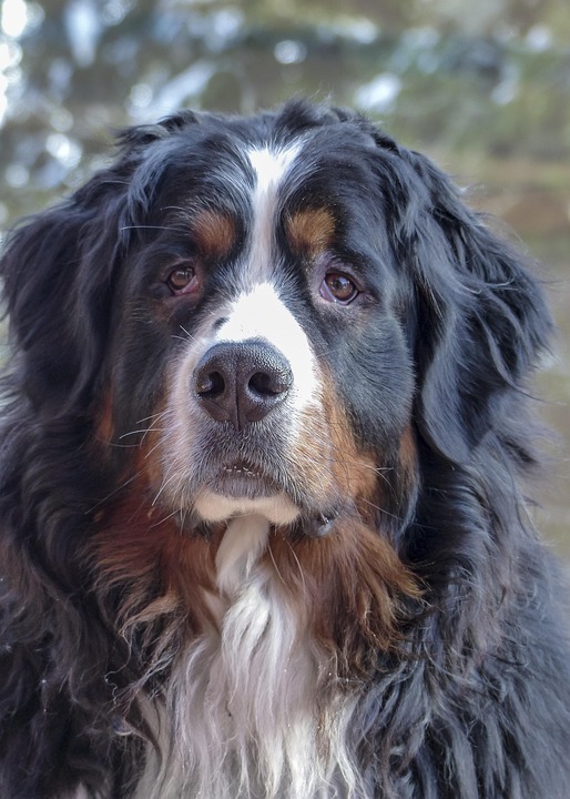 Cachorro Da Montanha Bernese - Foto gratuita no Pixabay - Pixabay