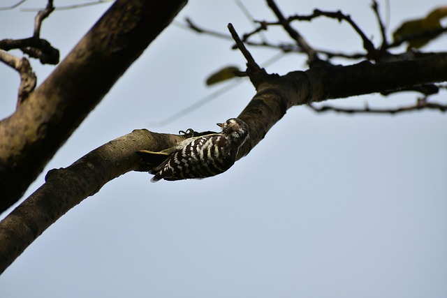 Animal Wood Bird Wild - Free photo on Pixabay - Pixabay
