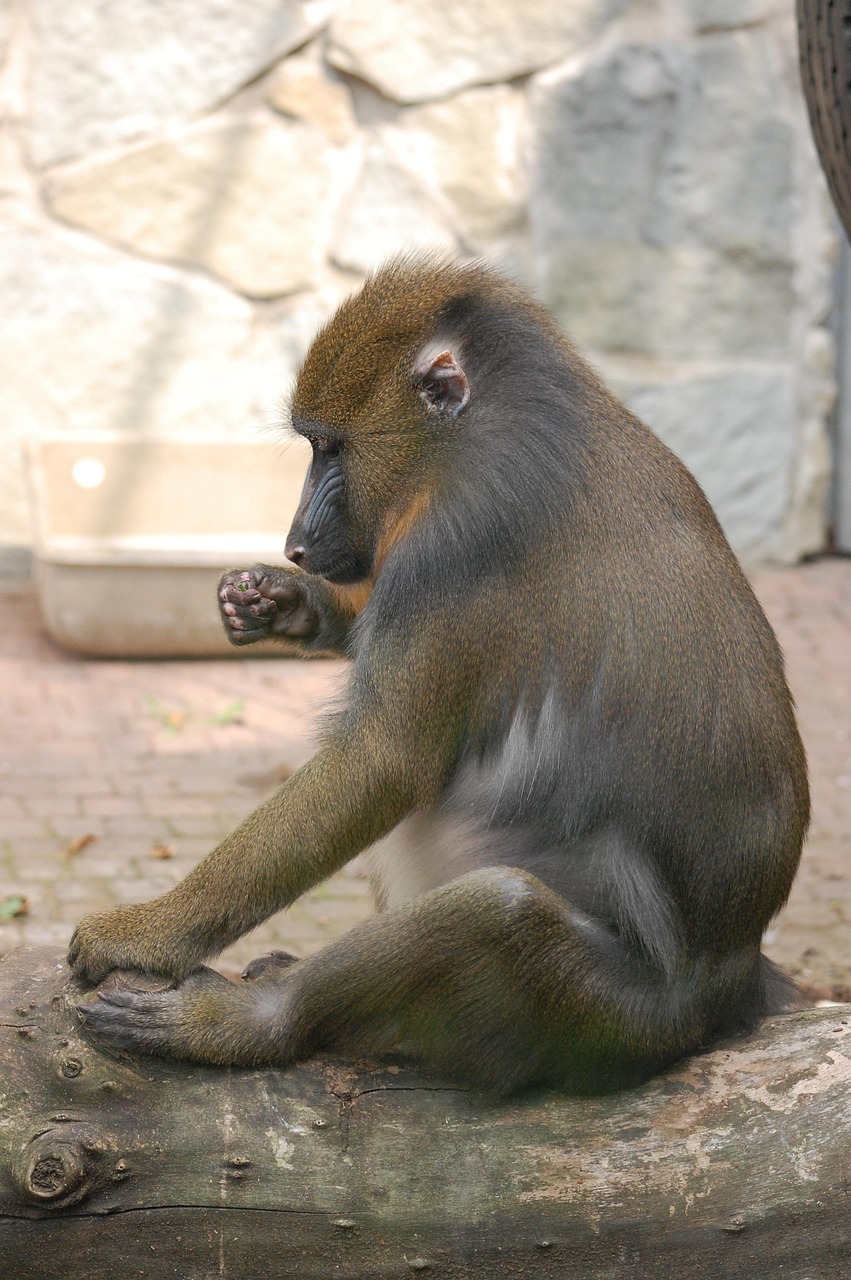超过 300 张关于“Monkey Africa”和“非洲”的免费图片 - Pixabay