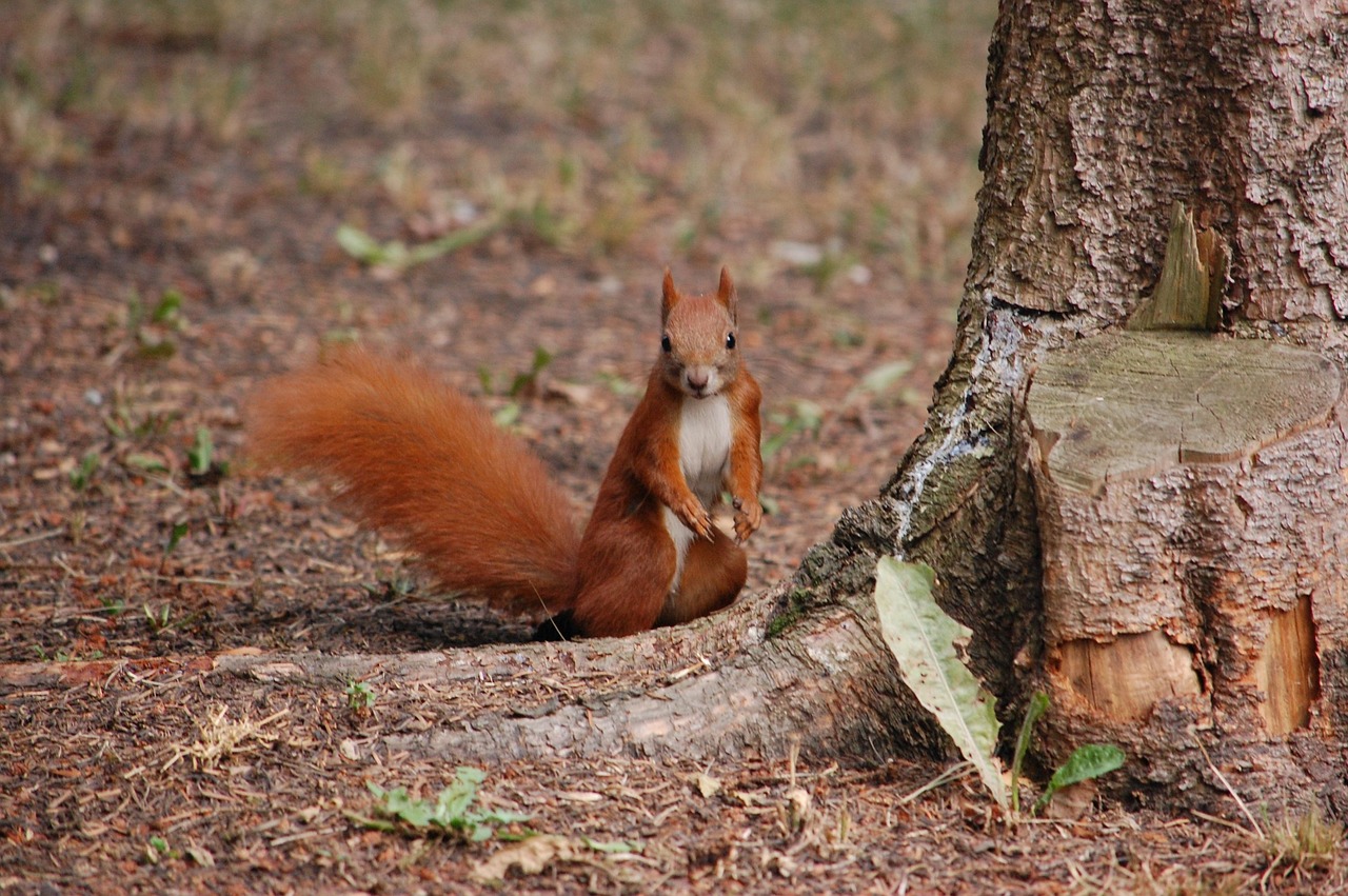 The Squirrel Animal Pretty - Free photo on Pixabay