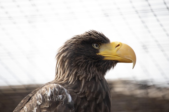 Raptor Bird Of Prey - Free photo on Pixabay - Pixabay
