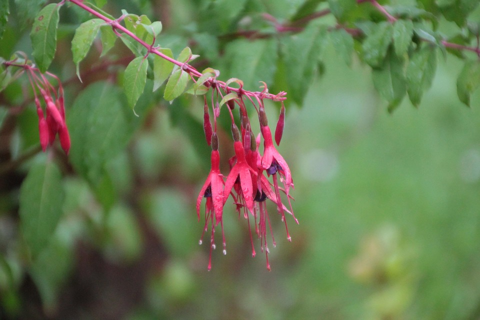 Fushia Magellan Fuchsia - Foto gratis di Pixabay - Pixabay