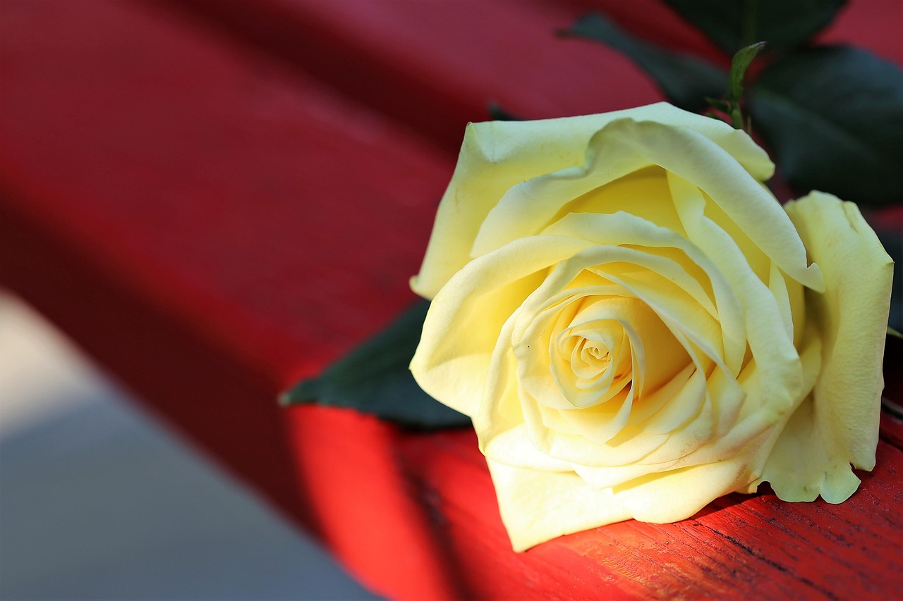 50+ Free Rosa Color & Rosa Images - Pixabay