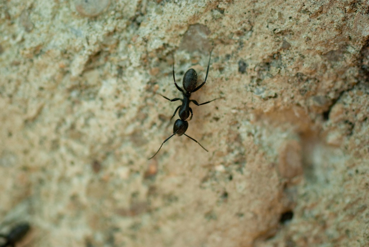 Hyönteinen Muurahainen Luonto - Ilmainen valokuva Pixabayssa - Pixabay
