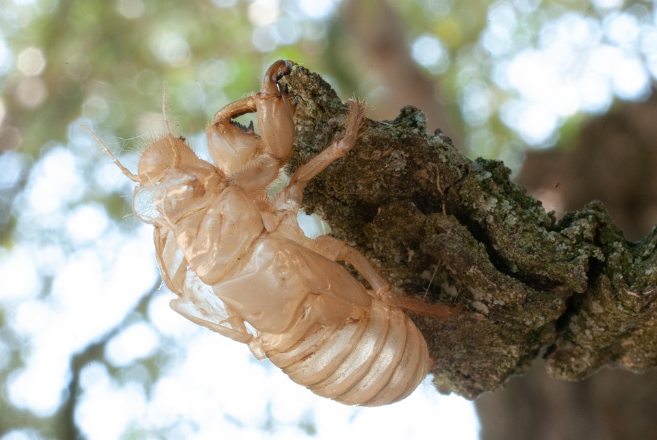 Cicada Macro Close Up - Free photo on Pixabay - Pixabay