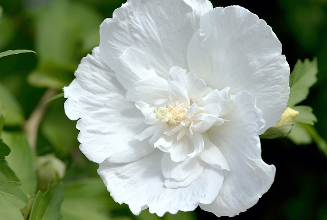 Fleur Bloom Blanche - Photo gratuite sur Pixabay