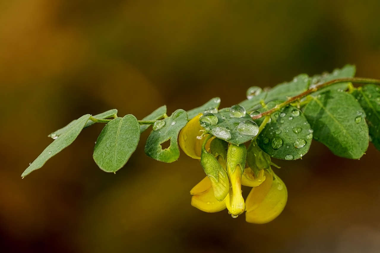 Nature Plant Shrub - Free photo on Pixabay - Pixabay